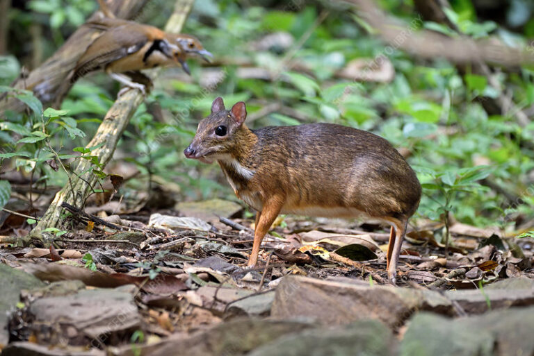 A Mouse Deer Story - Borneo History